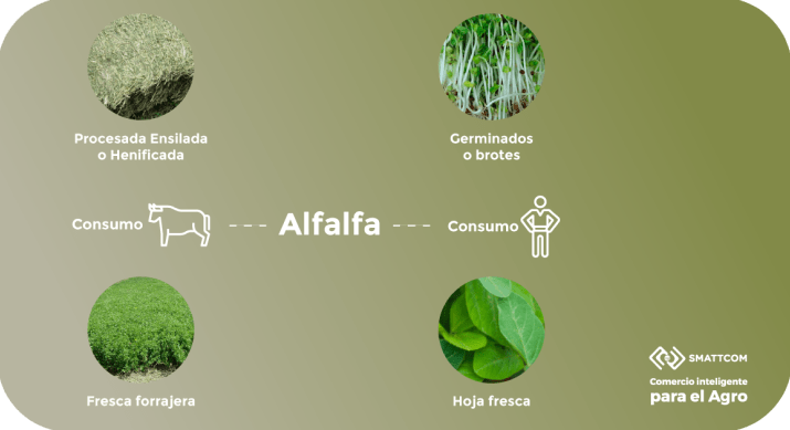 Compra, vende y consulta precios agroalimentarios | Smattcom