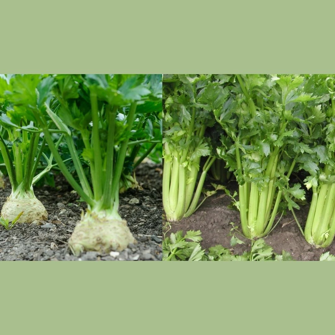 Consulta precios y comercializa apio en Smattcom