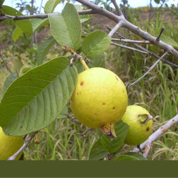 Compra, vende y consulta precios agroalimentarios | Smattcom